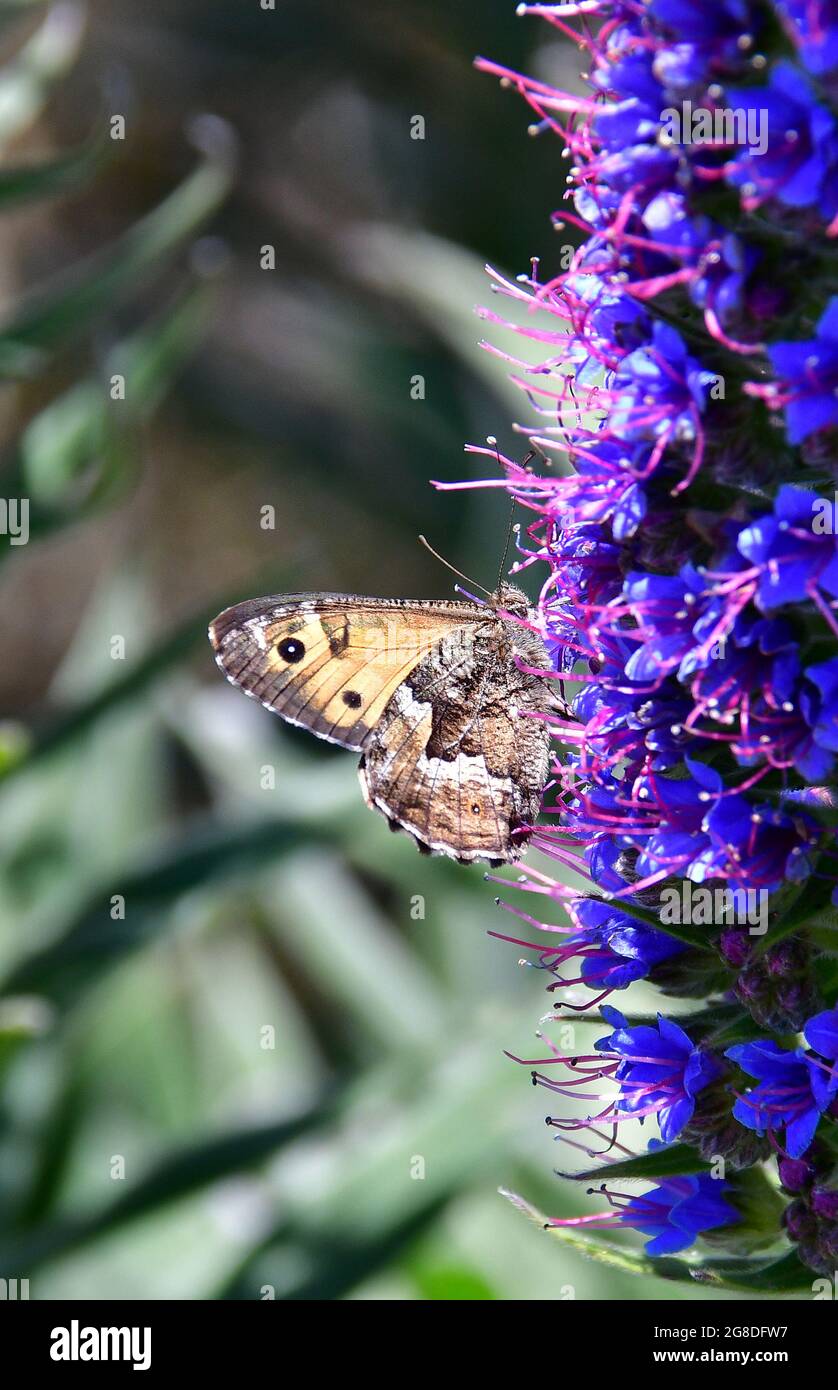 Hipparchia maderensis hi-res stock photography and images - Alamy