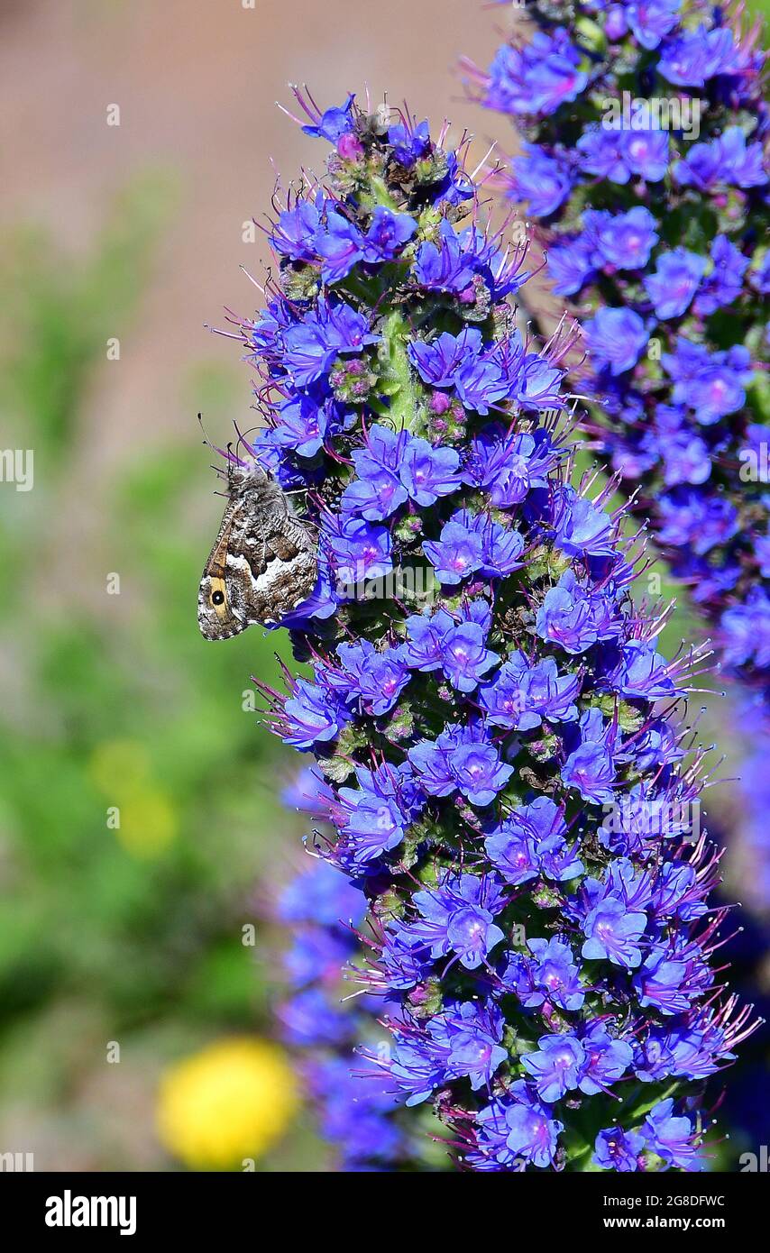 Hipparchia maderensis hi-res stock photography and images - Alamy