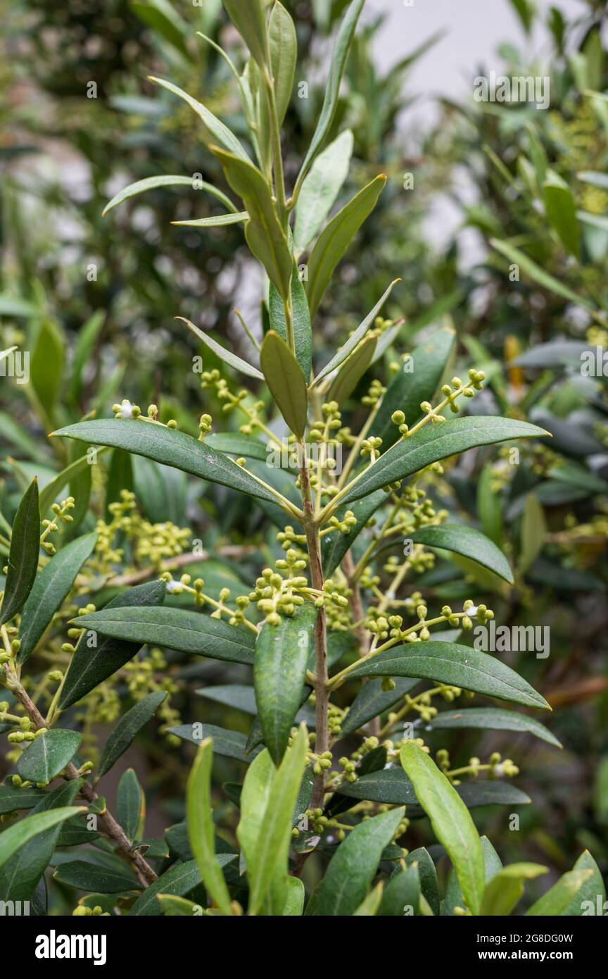 Blossoming green olive tree hi-res stock photography and images - Alamy