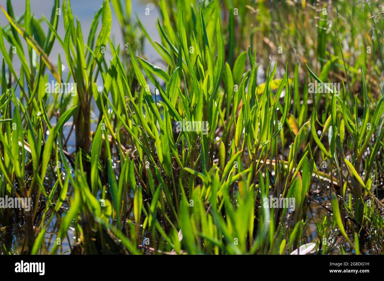 Botanical collection, edible sea aster plant, in summer, Tripolium ...