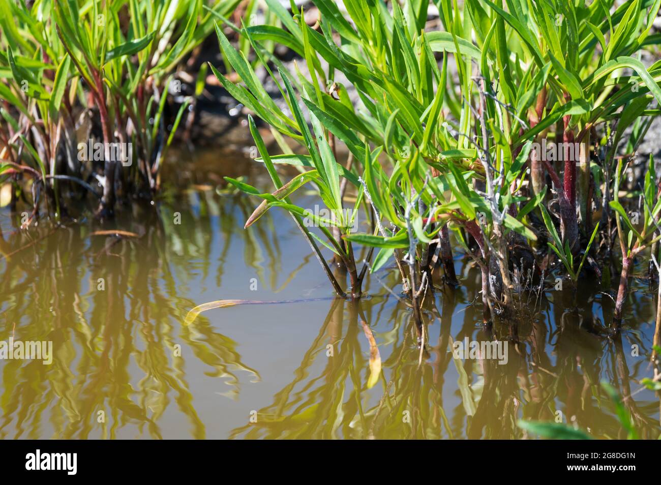 Botanical collection, edible sea aster plant, in summer, Tripolium ...