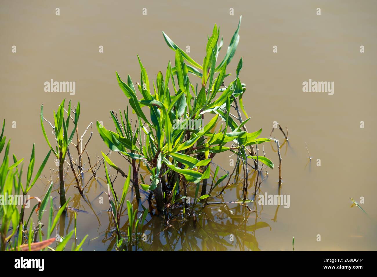 Botanical collection, edible sea aster plant, in summer, Tripolium ...