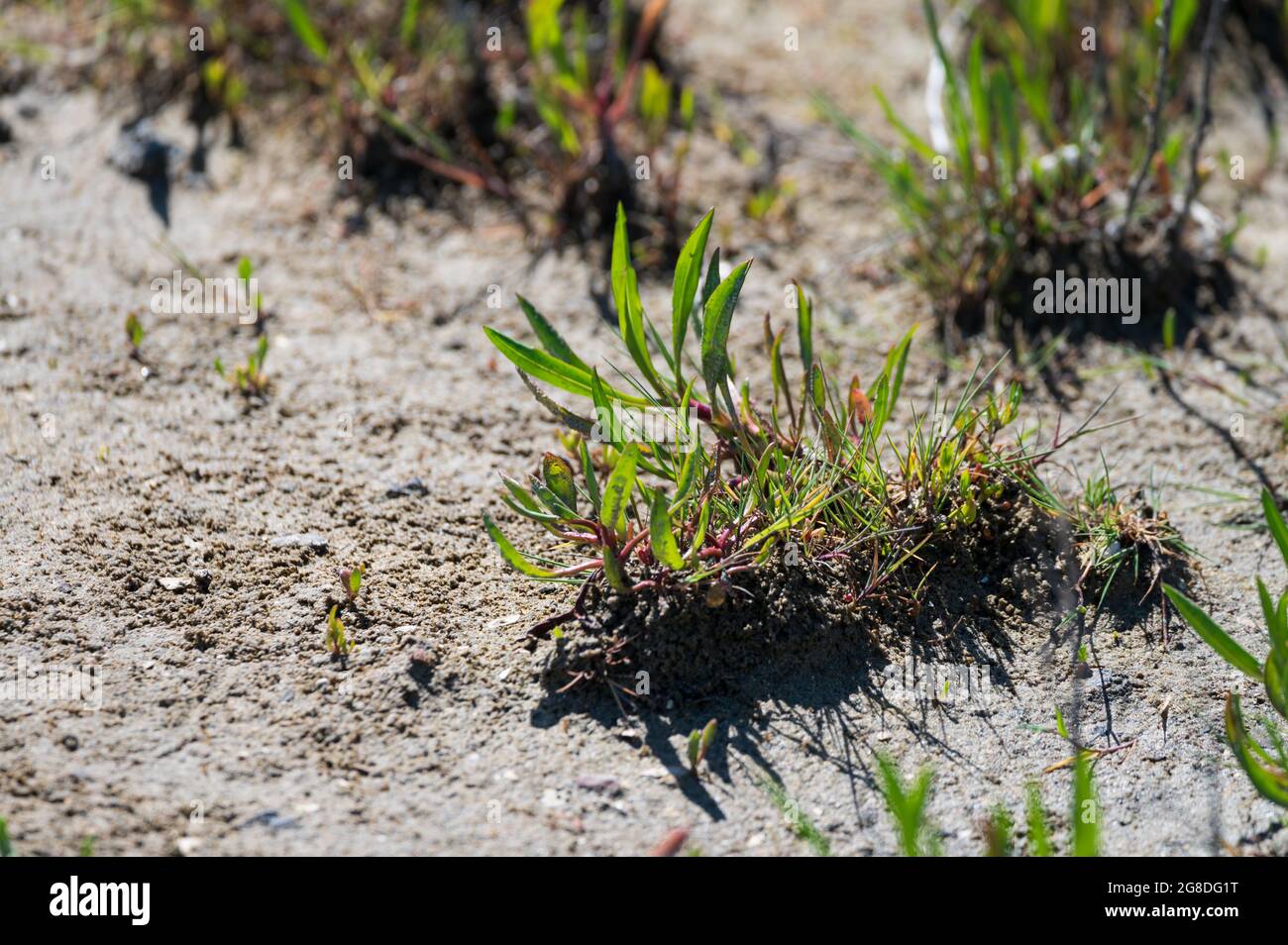 Botanical collection, edible sea aster plant, in summer, Tripolium ...