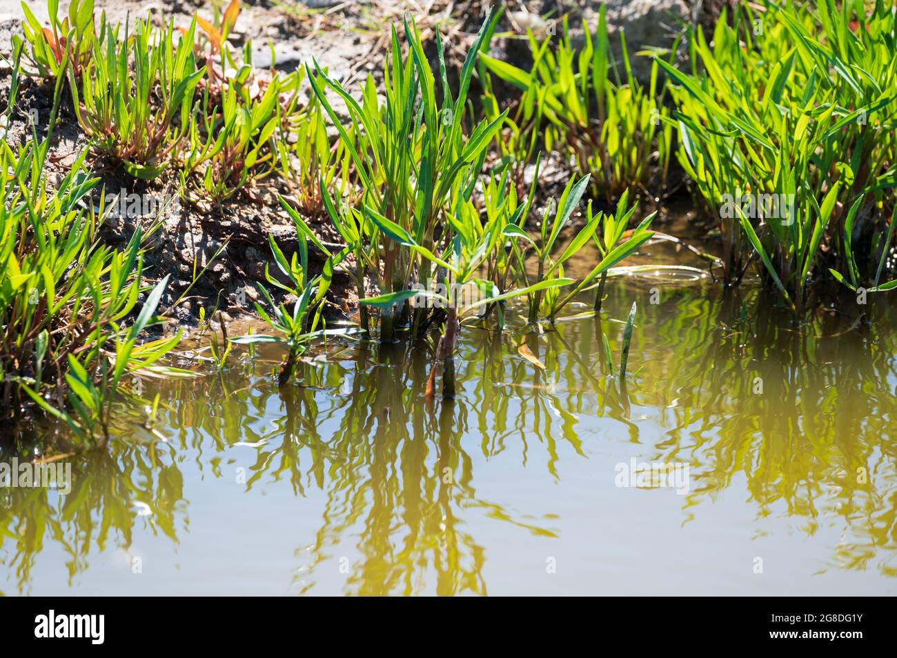 Botanical collection, edible sea aster plant, in summer, Tripolium ...