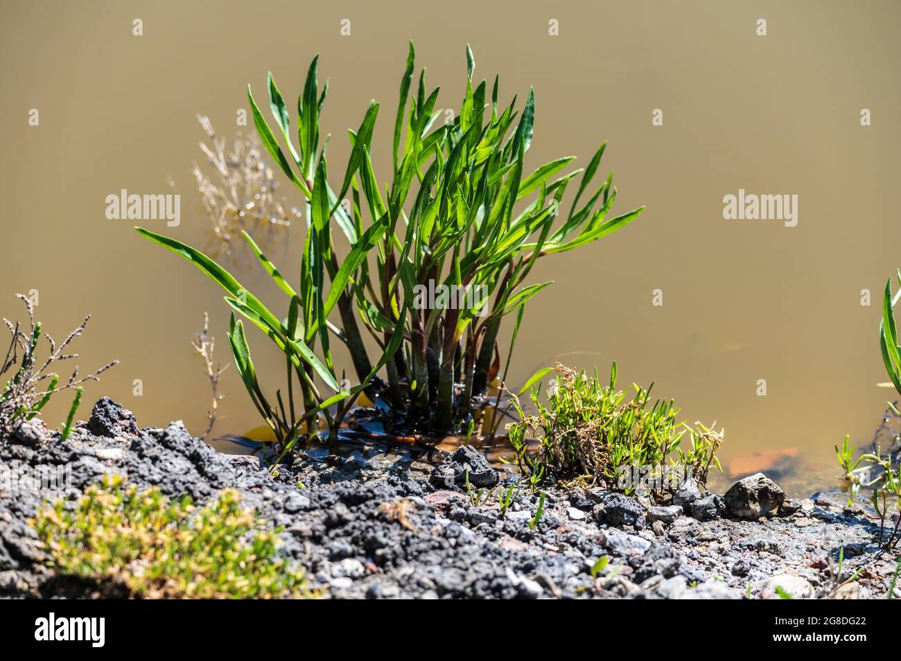 Botanical collection, edible sea aster plant, in summer, Tripolium ...
