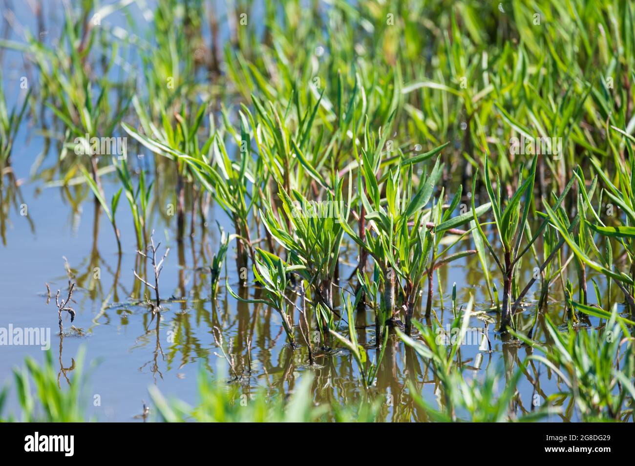 Botanical collection, edible sea aster plant, in summer, Tripolium ...