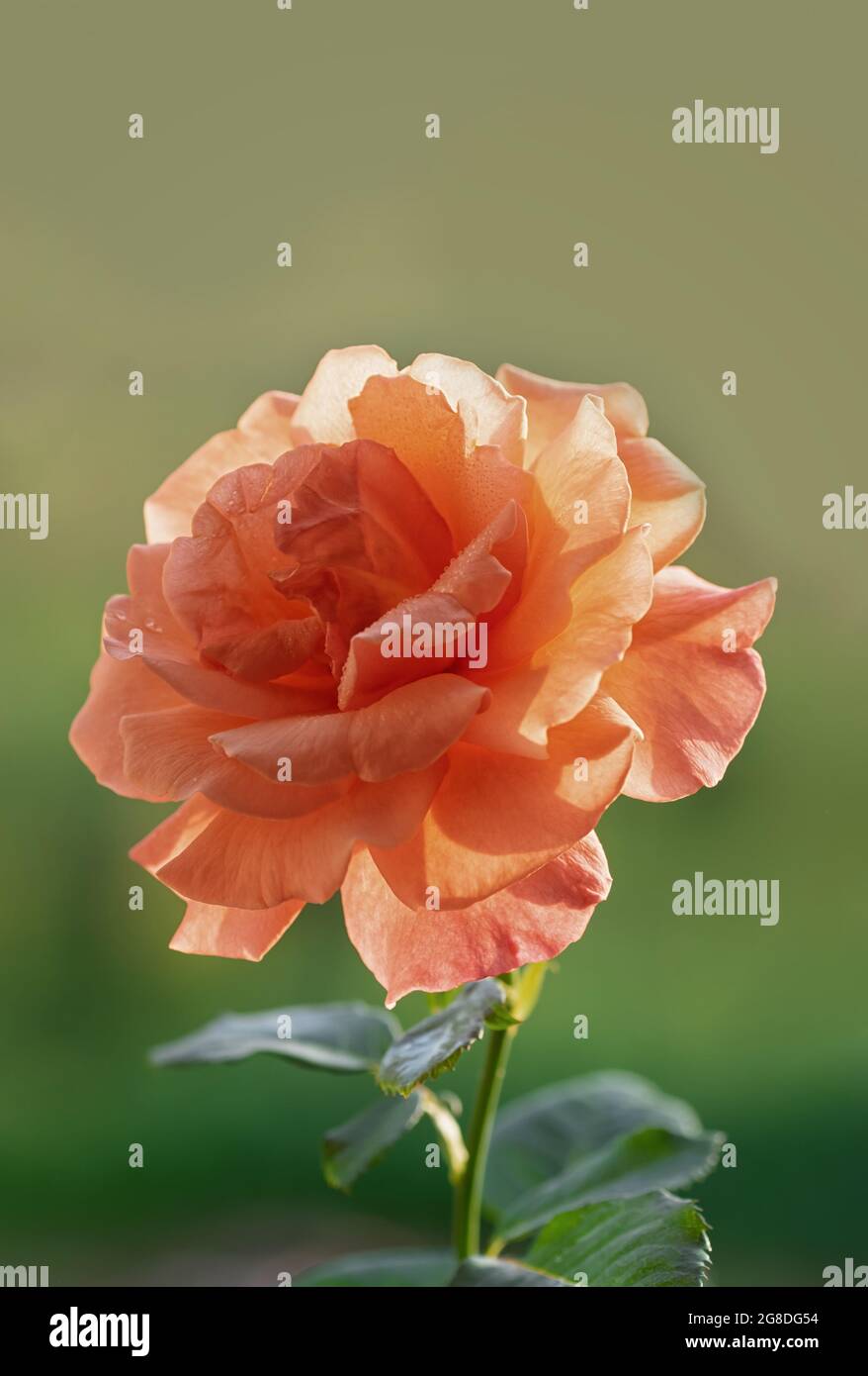 Beautiful blooming orange rose in the summer garden. Floribunda Rose ...