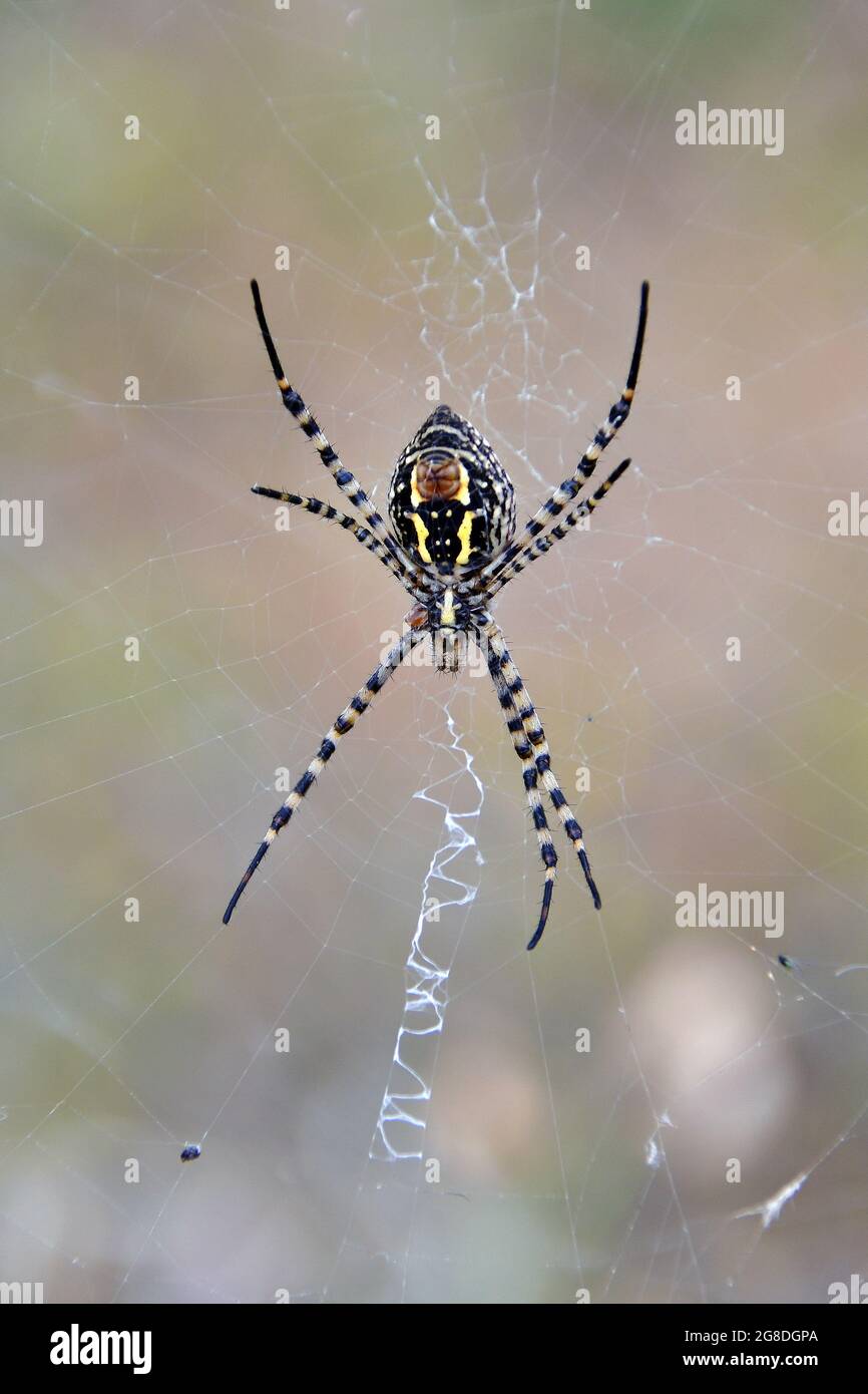 Wildlife madeira hi-res stock photography and images - Alamy