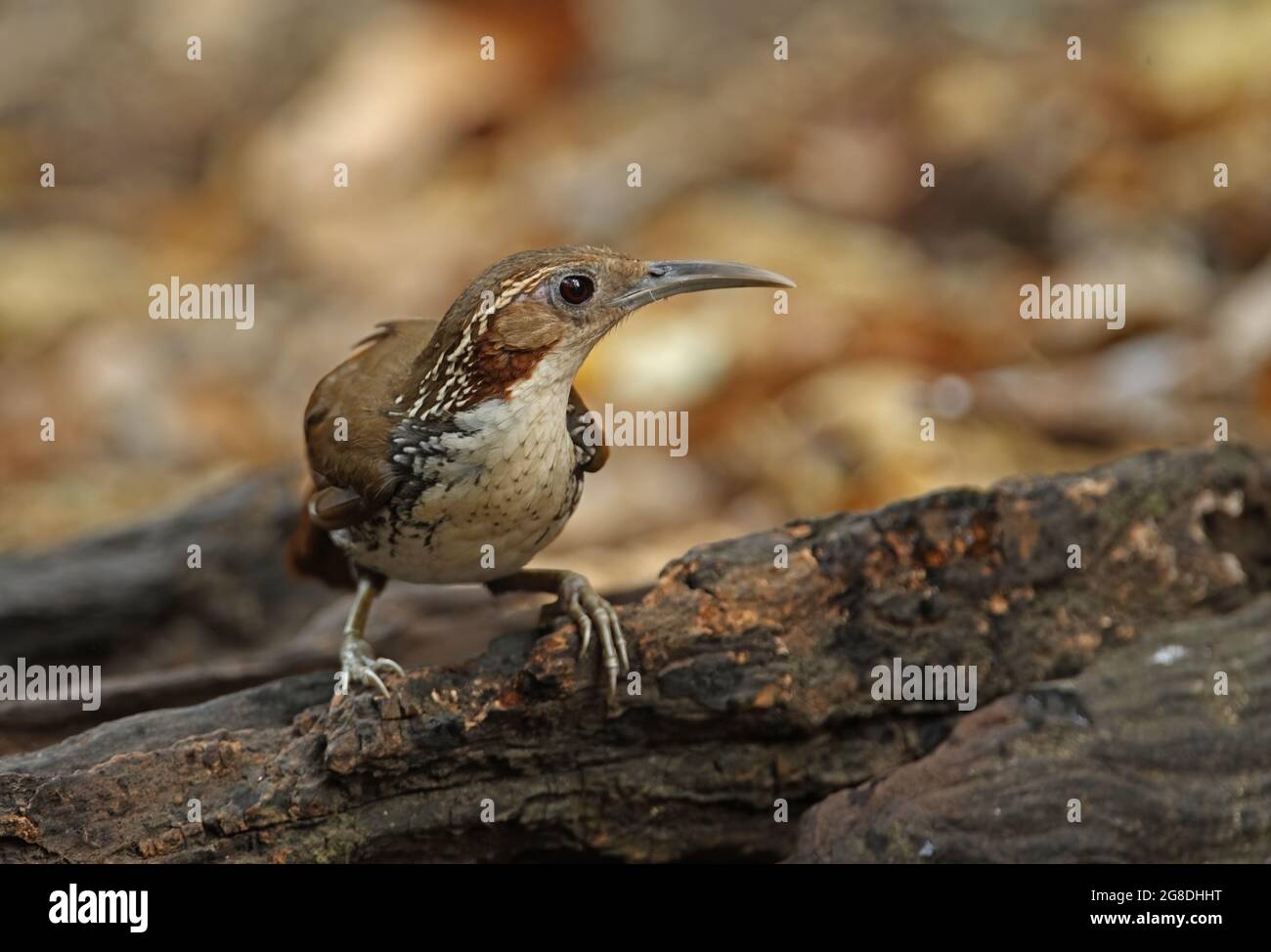 Large Scimitar-babbler (Pomatorhinus hypoleucos tickelli) adult ...