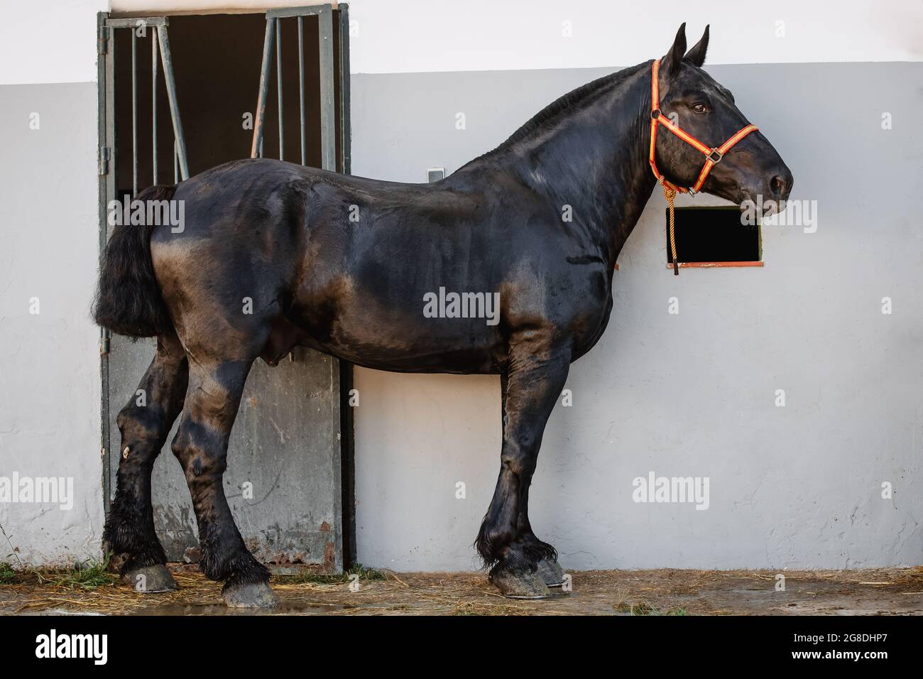 Full body portrait of a beautiful black breton horse with a bridle with ...