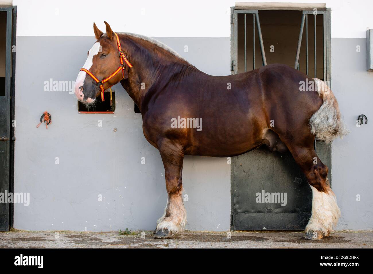 Belgian Horse Colors