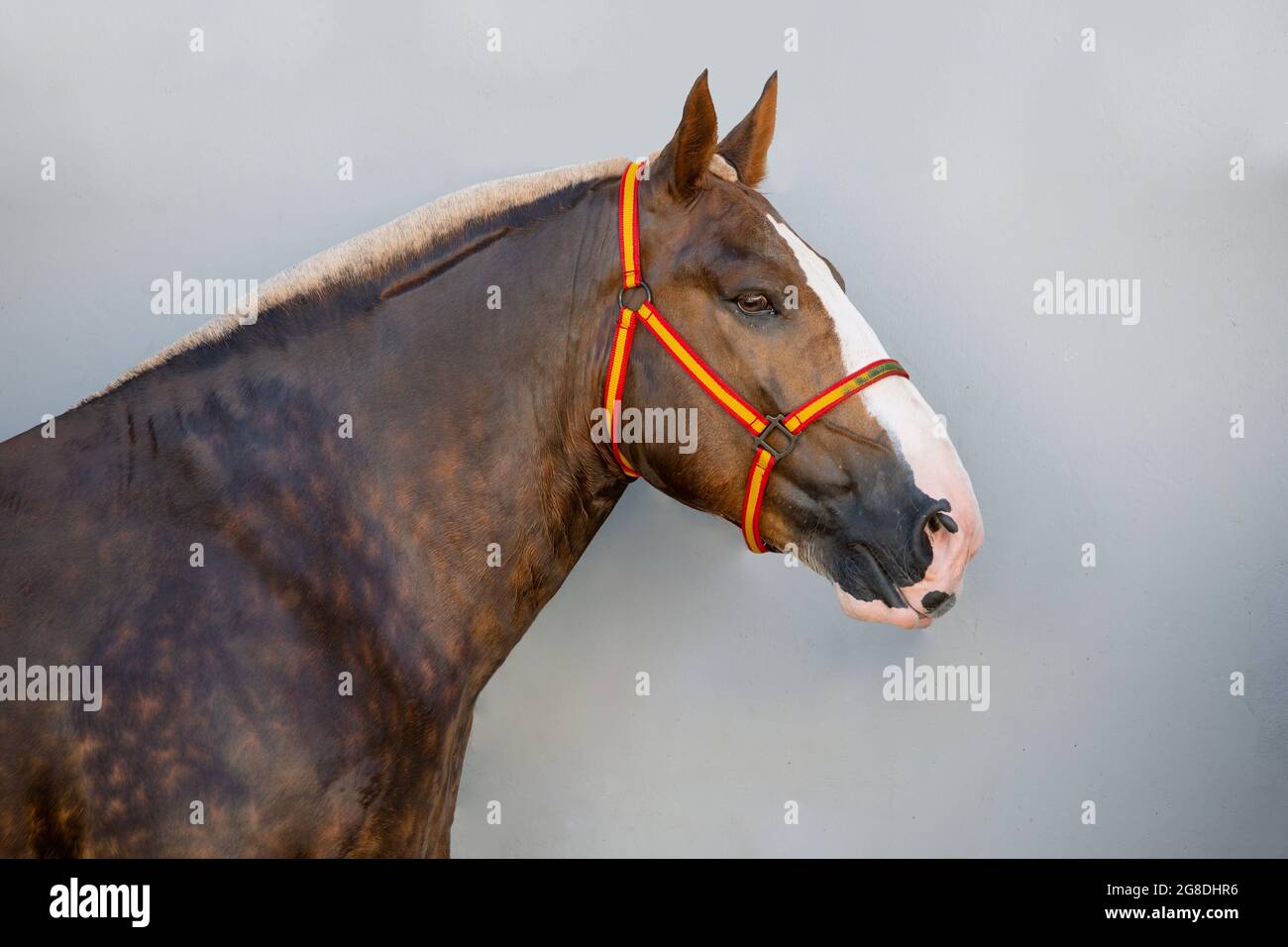 Face portrait of a chestnut crossbred spanish breton horse with spanish ...