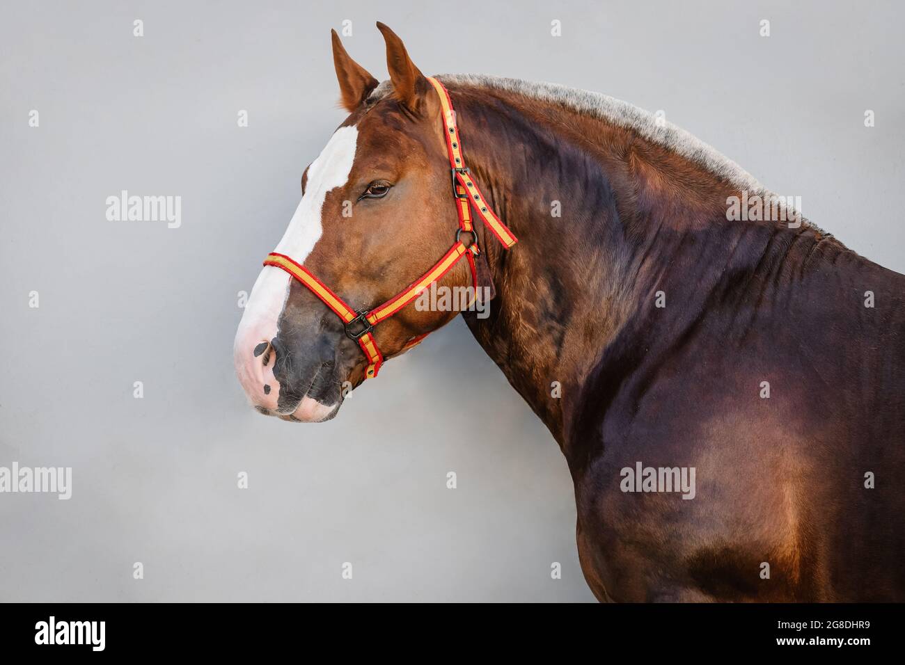 Face portrait of a beautiful chestnut breton horse with a bridle with ...