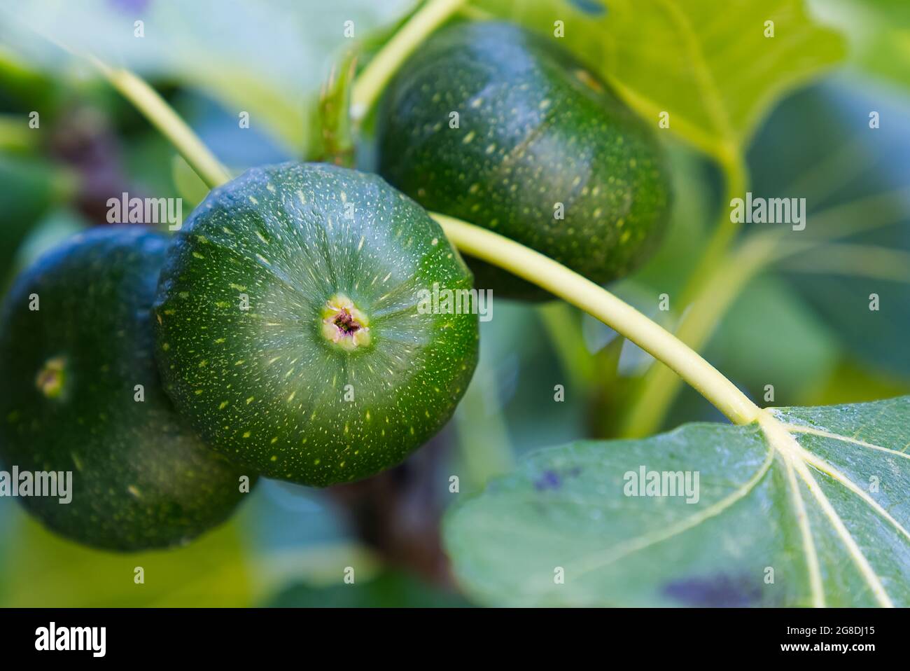 green unripe figs on a tree in sunny weather Stock Photo - Alamy