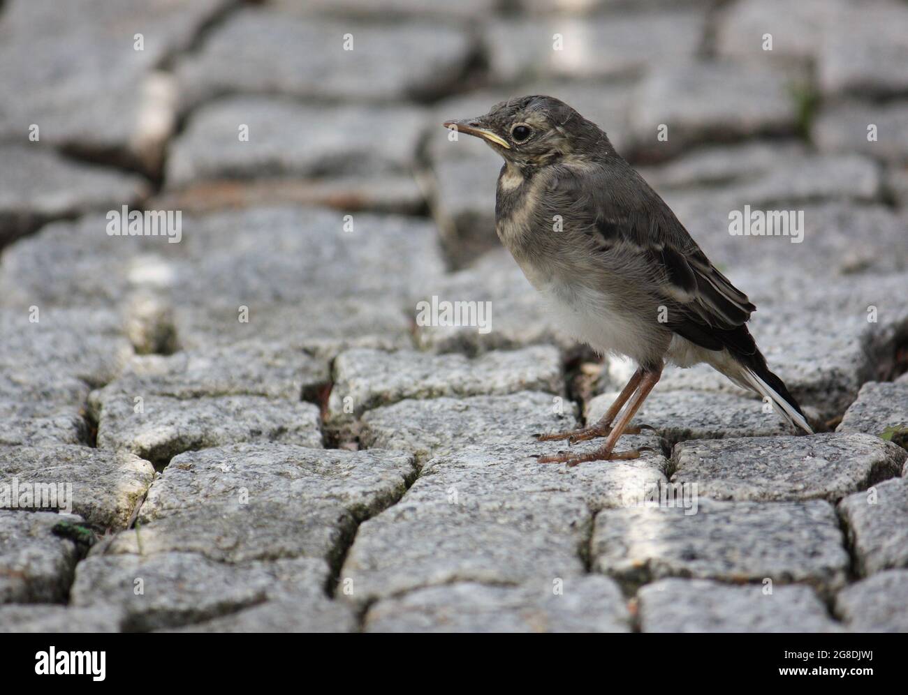 Closeup of a sparrow in the street Stock Photo - Alamy