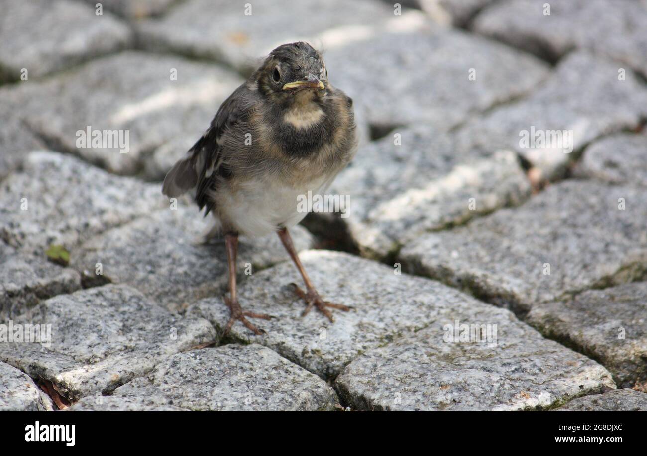 Closeup of a sparrow in the street Stock Photo - Alamy