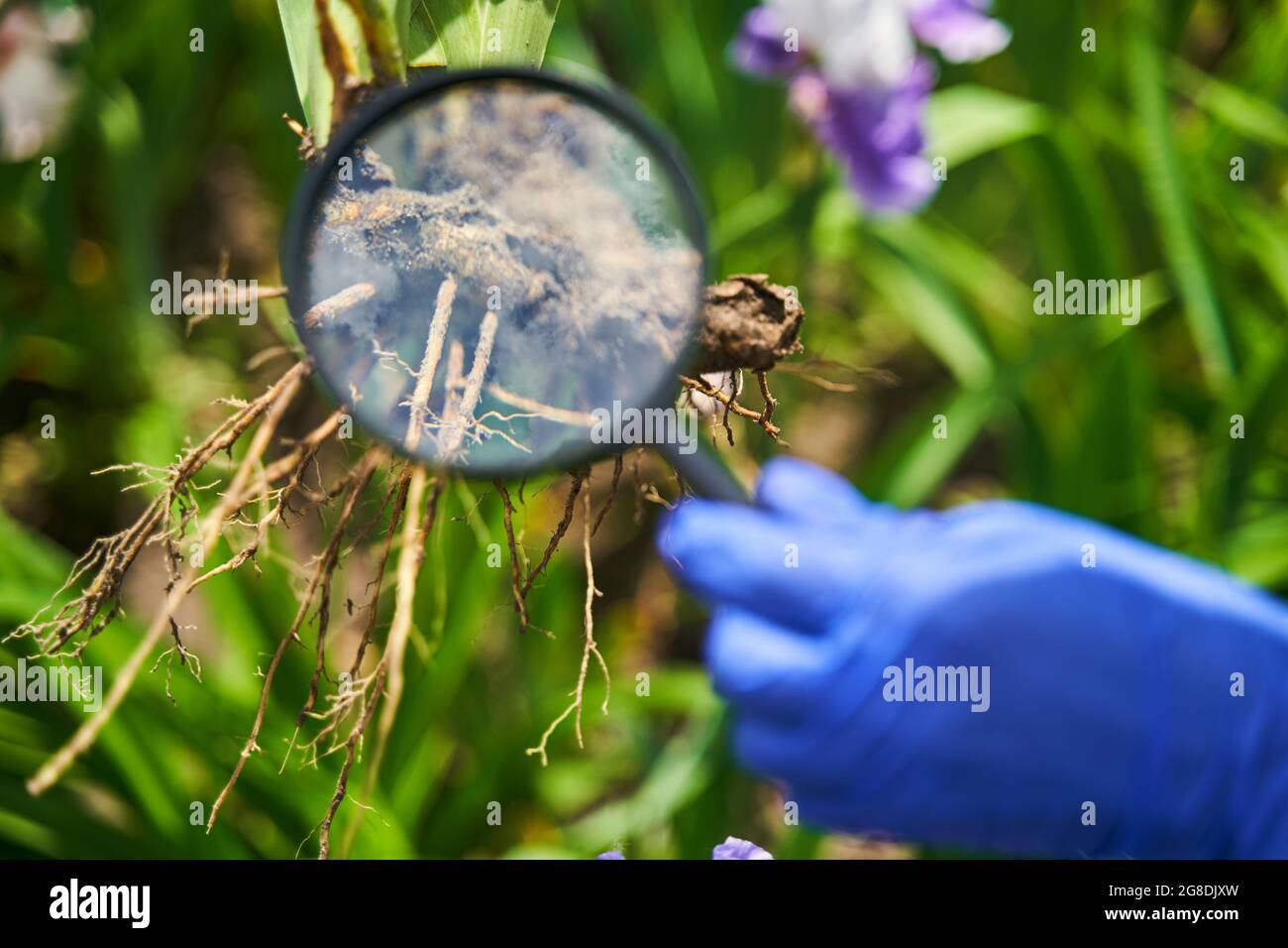 Woman examining roots of flower for defects with magnifying glass Stock ...