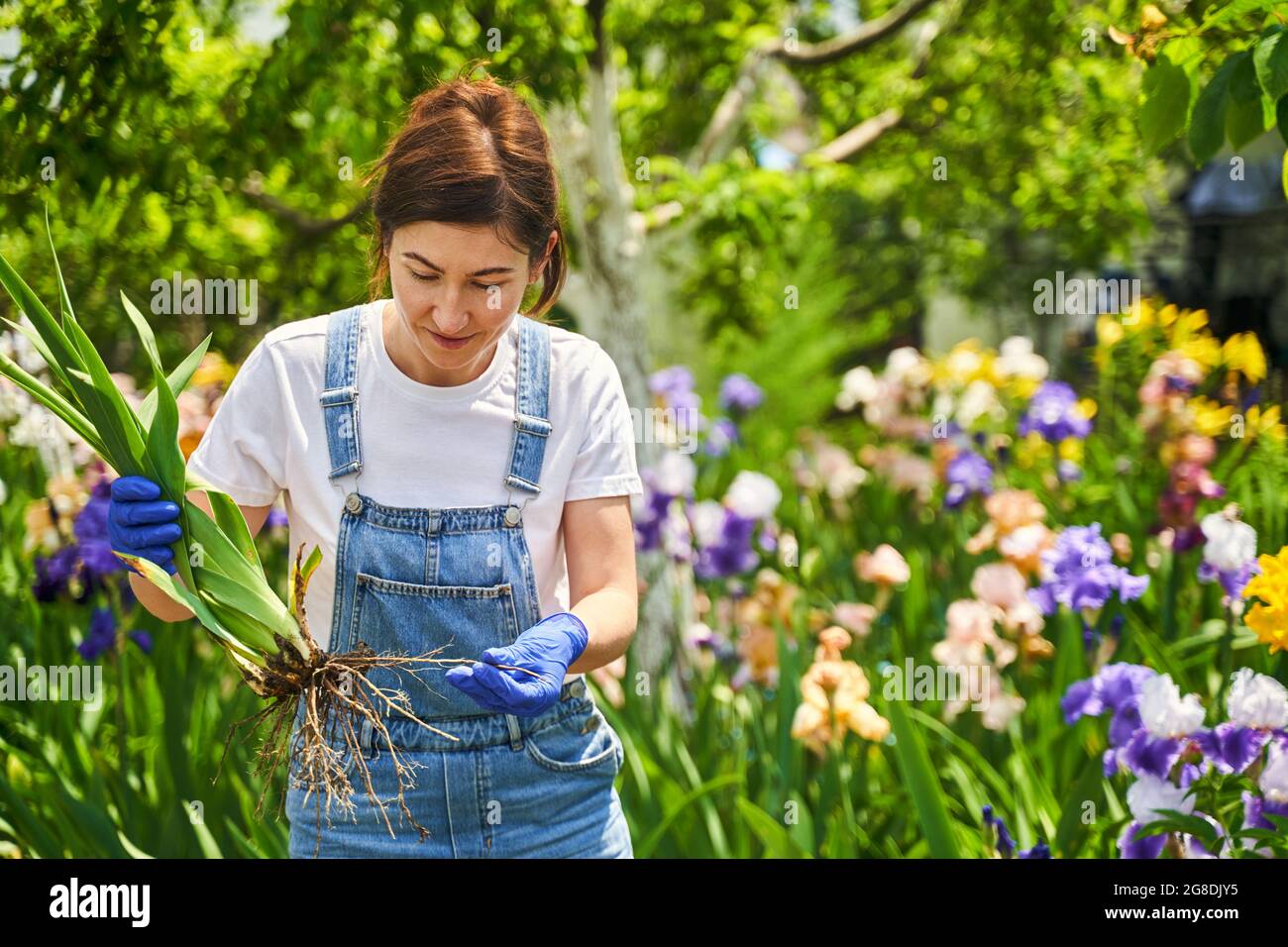 Female person preparing roots of flower and soil for planting Stock ...