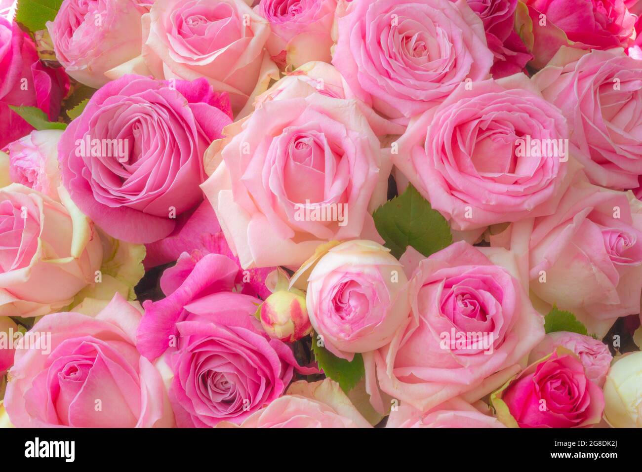 Group of pink roses in bloom, close-up, romantic feeling Stock Photo ...
