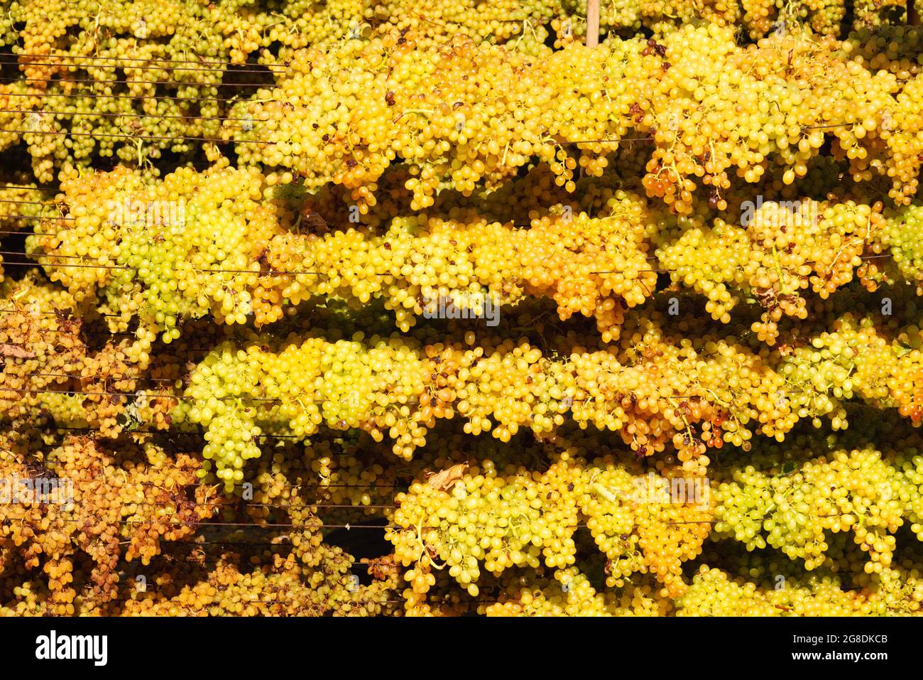 Grapes drying hi-res stock photography and images - Alamy