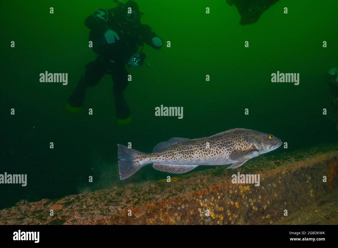 Ling cod fish hi-res stock photography and images - Alamy