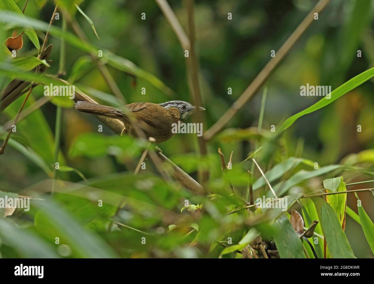 Grey-throated Babbler (Stachyris nigriceps) adult creeping through low ...