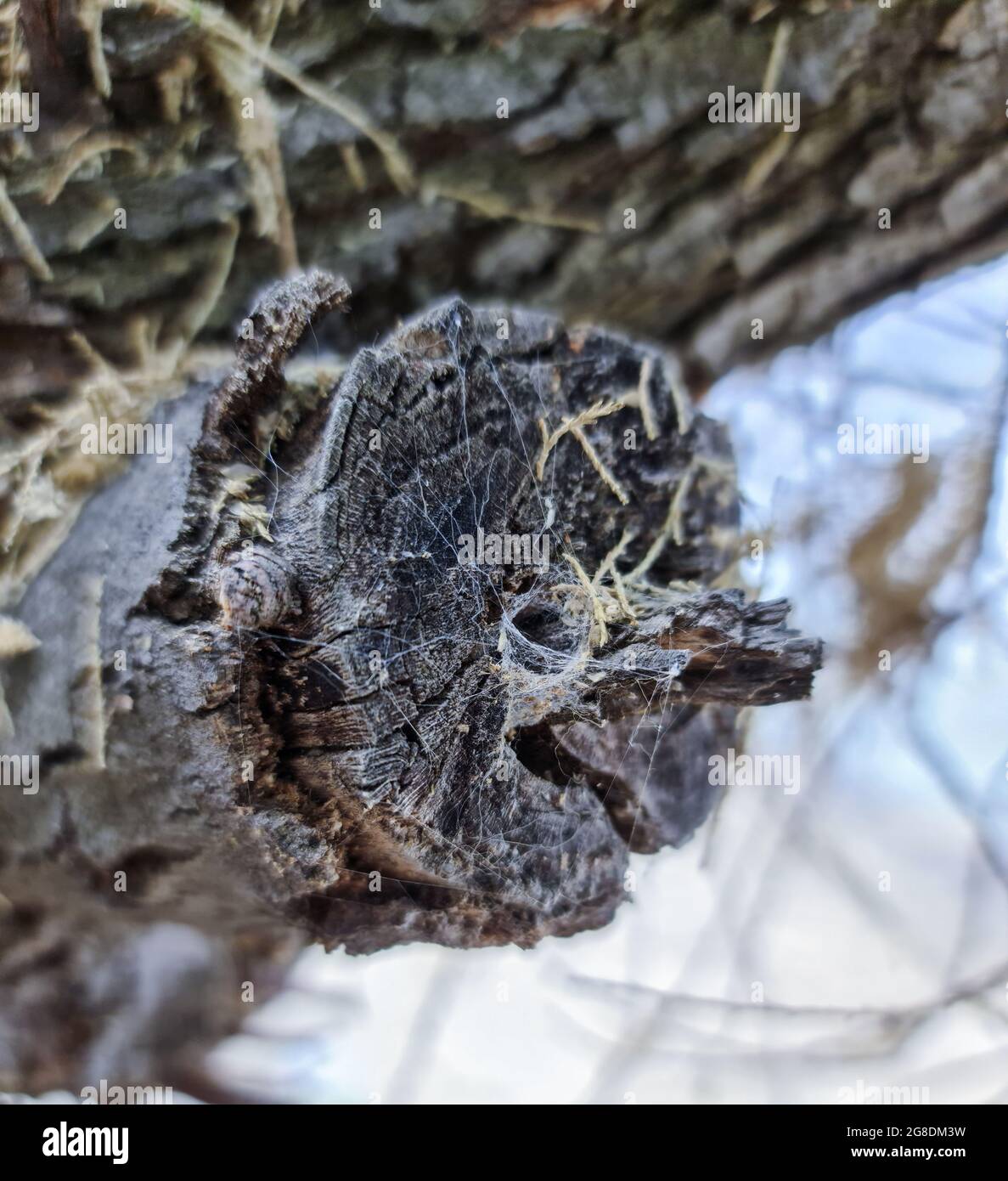 Closeup shot of a cobweb on a tree branch Stock Photo - Alamy