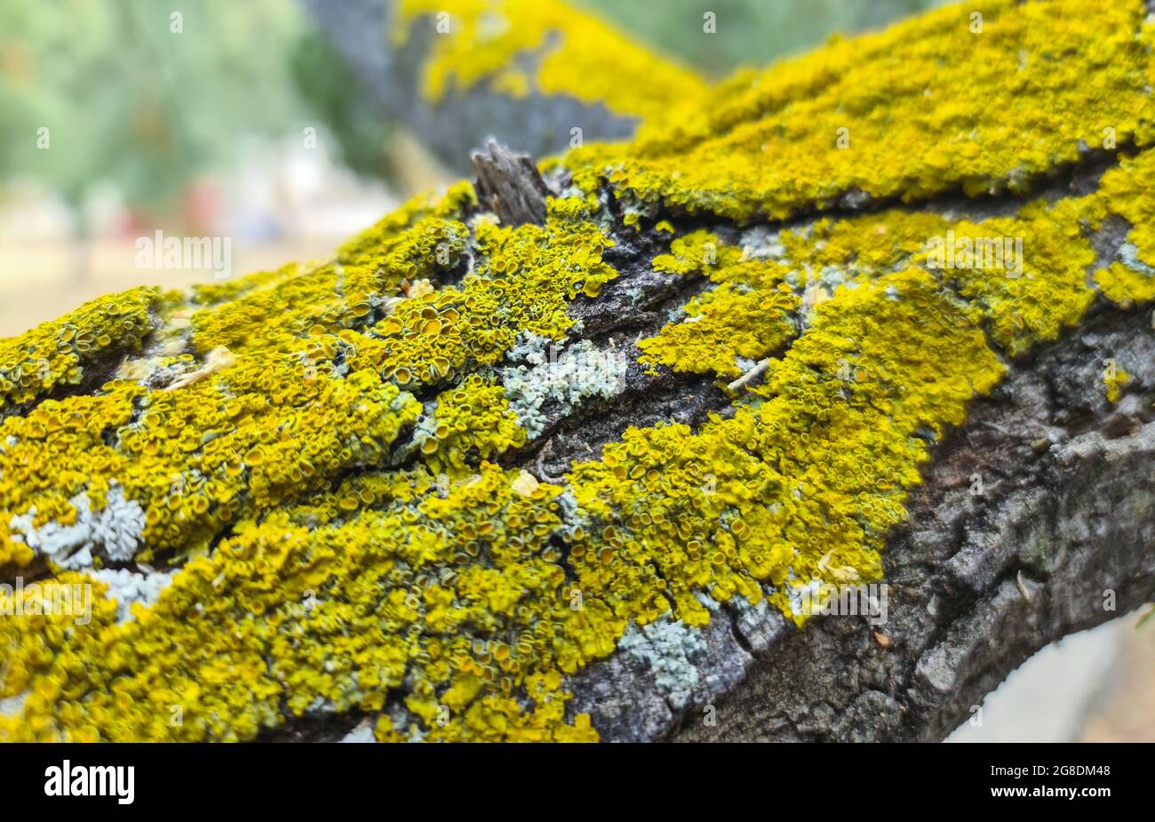 Tree trunk covered with yellow lichen Stock Photo - Alamy