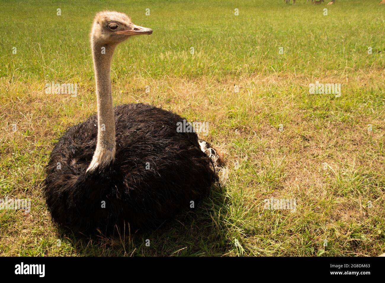Closeup shot of an ostrich sitting on the grass Stock Photo - Alamy