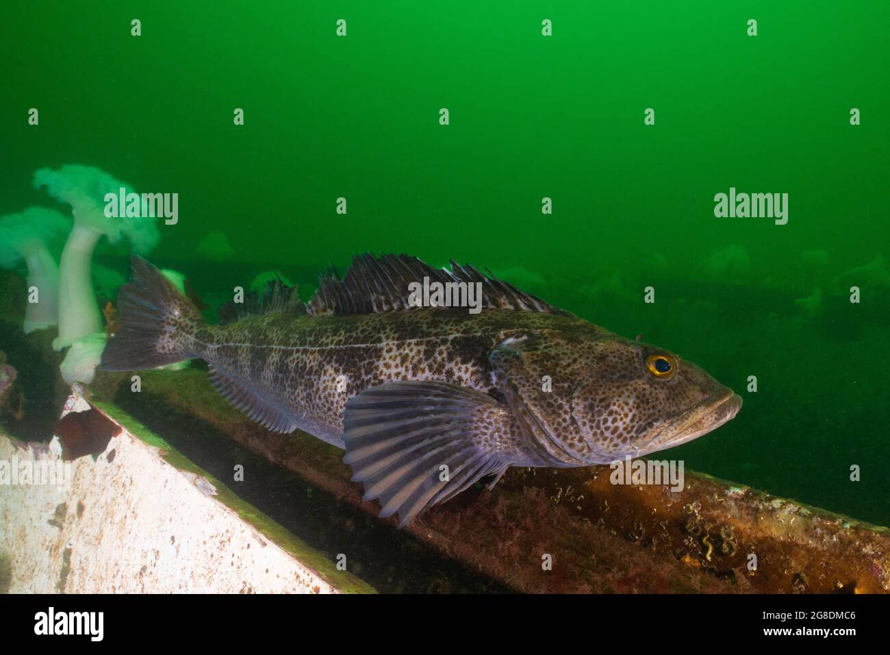 Pacific cod eggs hi-res stock photography and images - Alamy