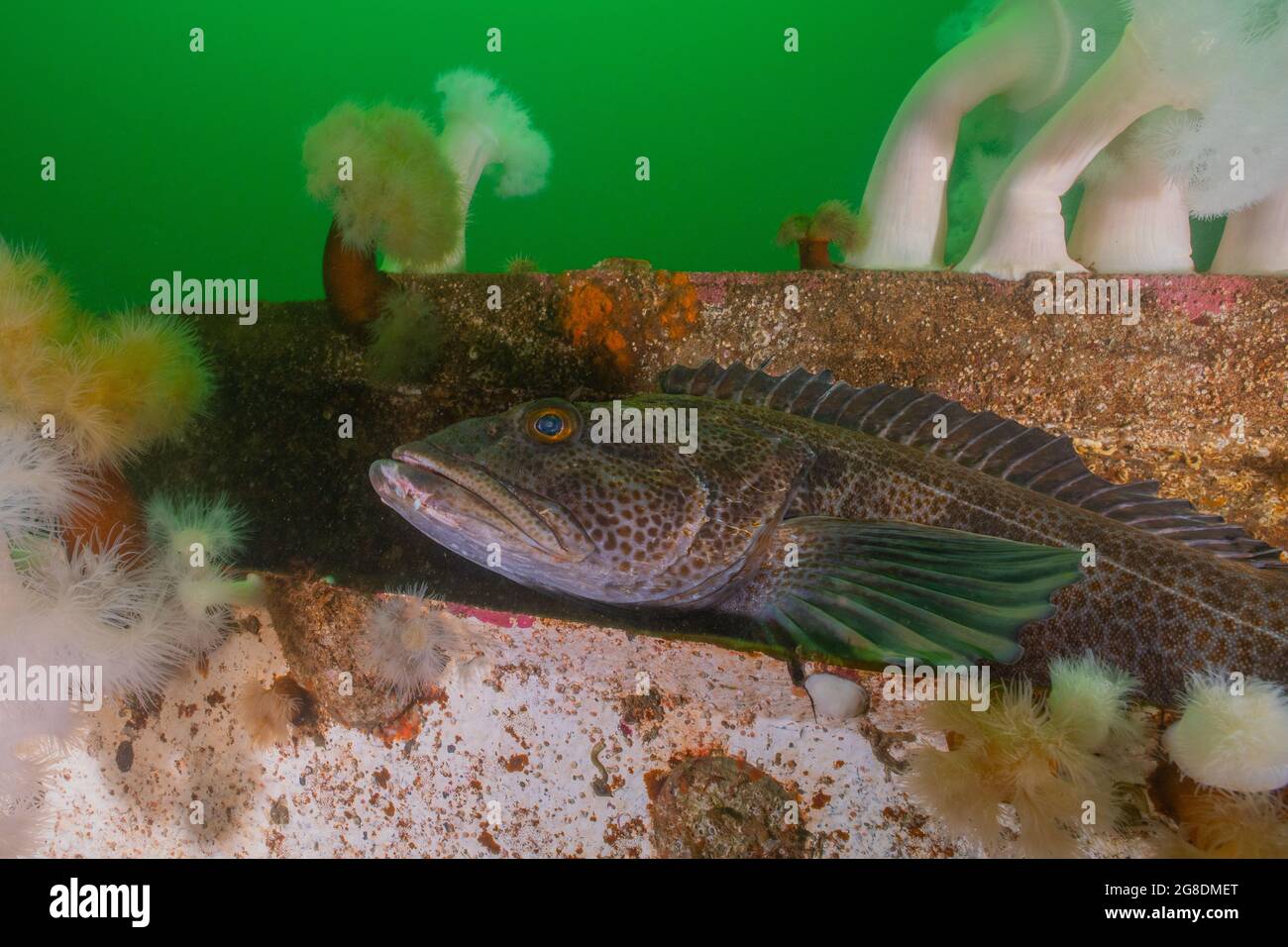 Ling fish hi-res stock photography and images - Alamy