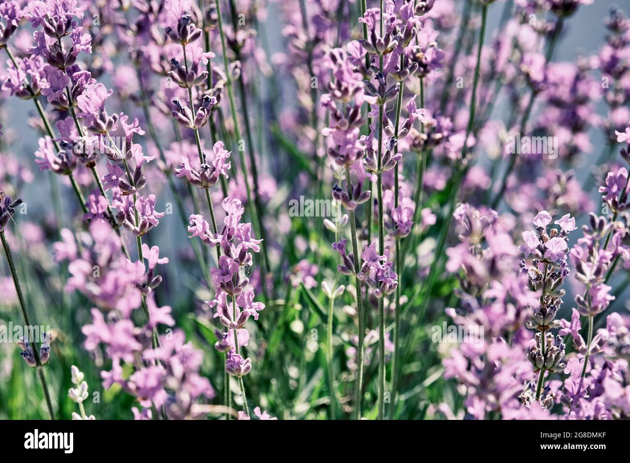 Blooming plant lavender with violet flowers. Lavandula angustifolia ...