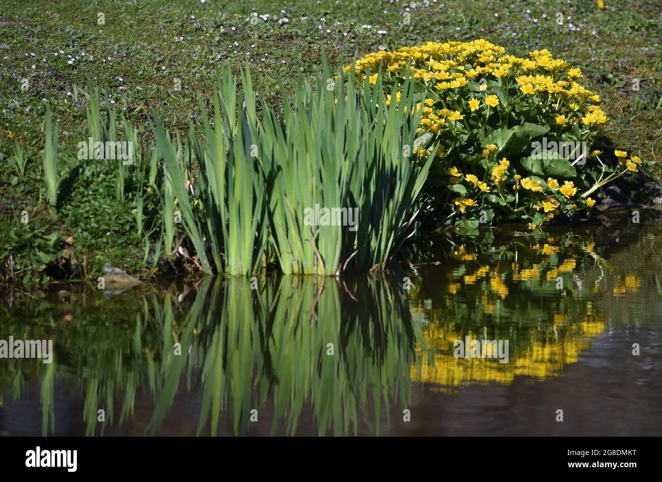 Iris marsh marigold hi-res stock photography and images - Alamy