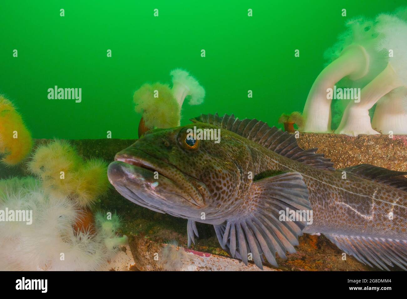 Lingcod fish hi-res stock photography and images - Alamy