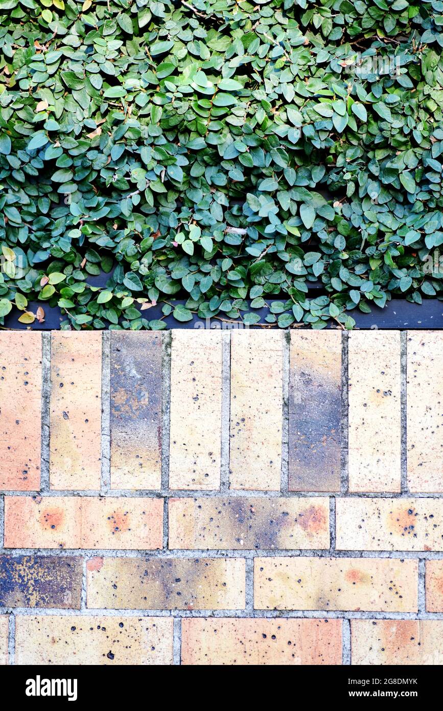 Vertical shot of green plant leaves and a wall Stock Photo - Alamy