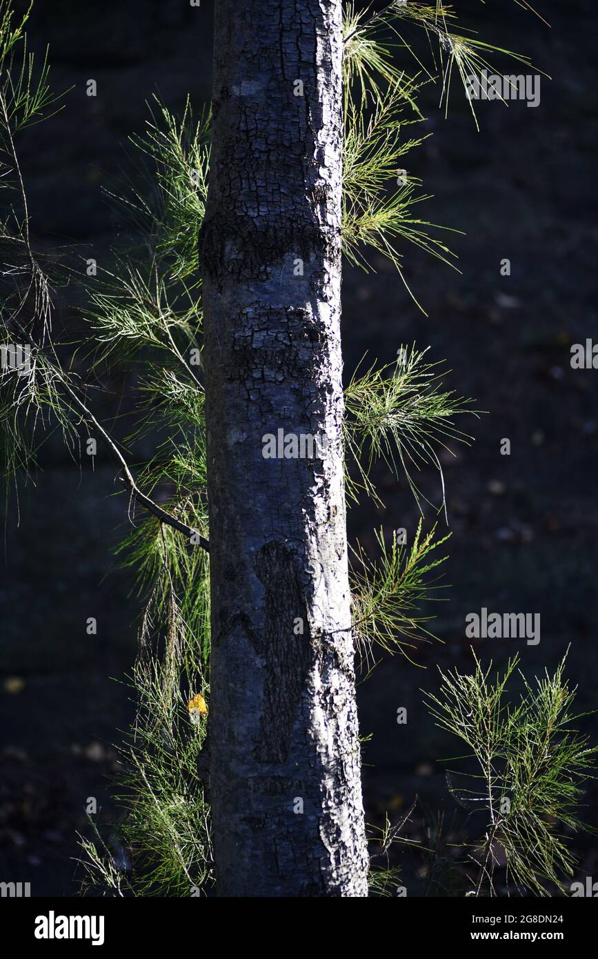 Vertical shot of a pine tree trunk with needles in a forest Stock Photo ...