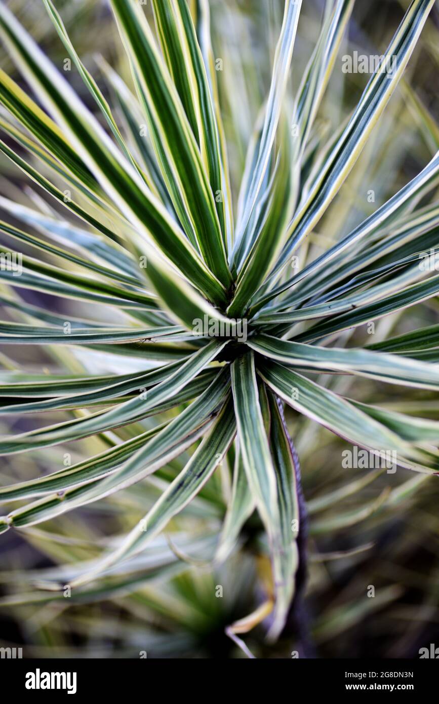 New leaves of dracaena hi-res stock photography and images - Alamy