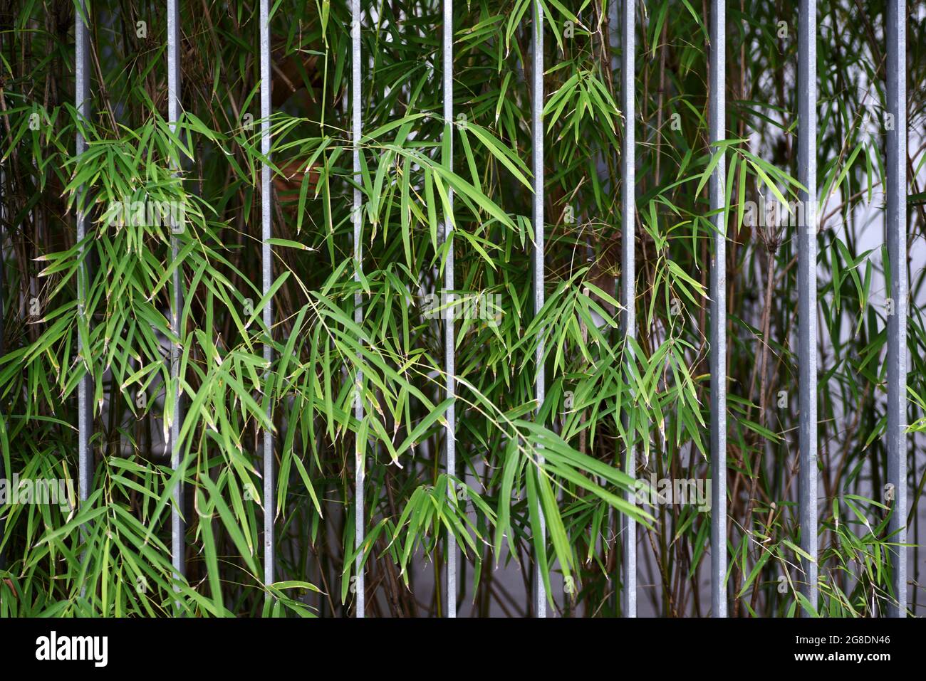 Scenic view of green tree leaves behind the fence Stock Photo - Alamy