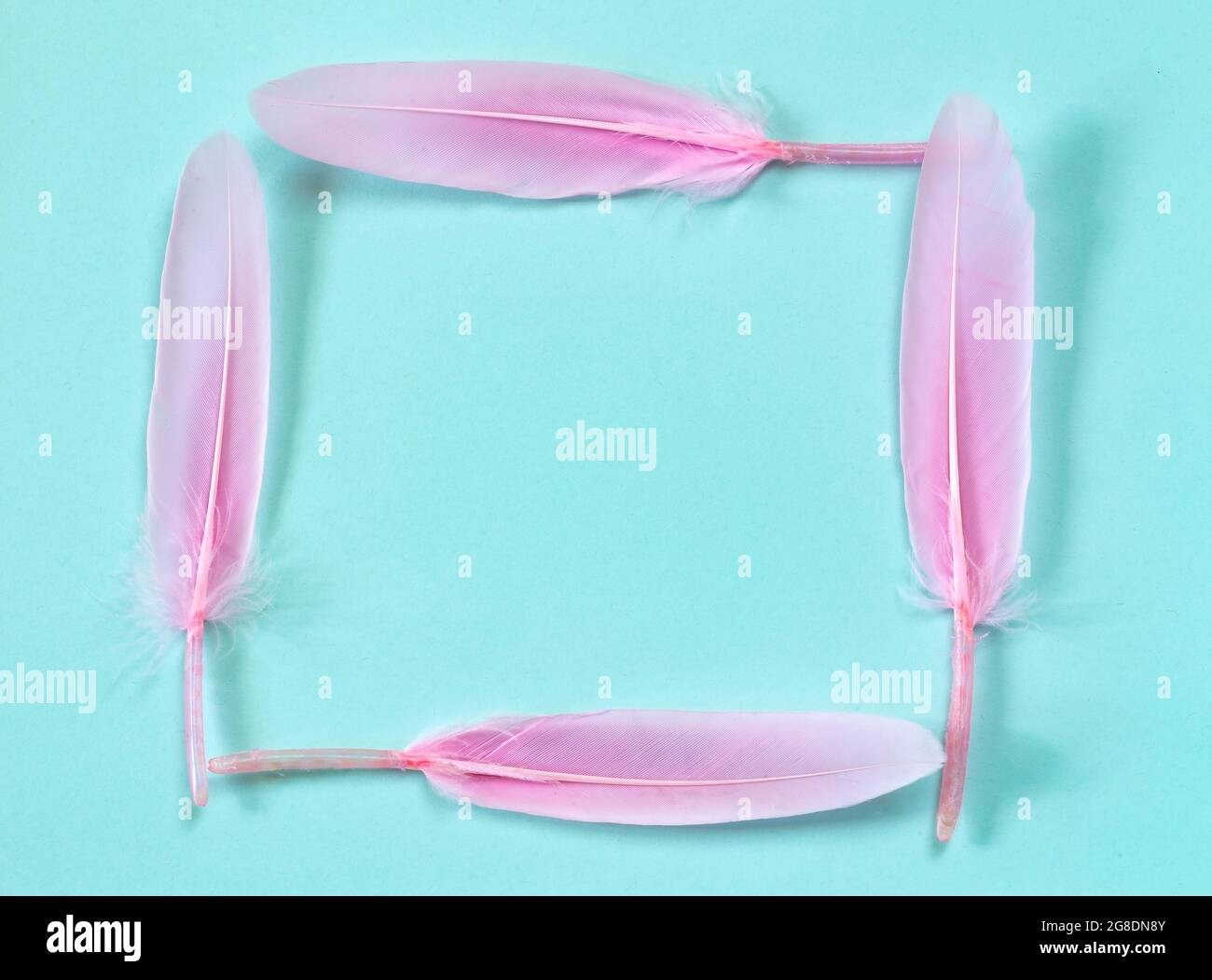 Pink feathers frame on blue background Stock Photo - Alamy