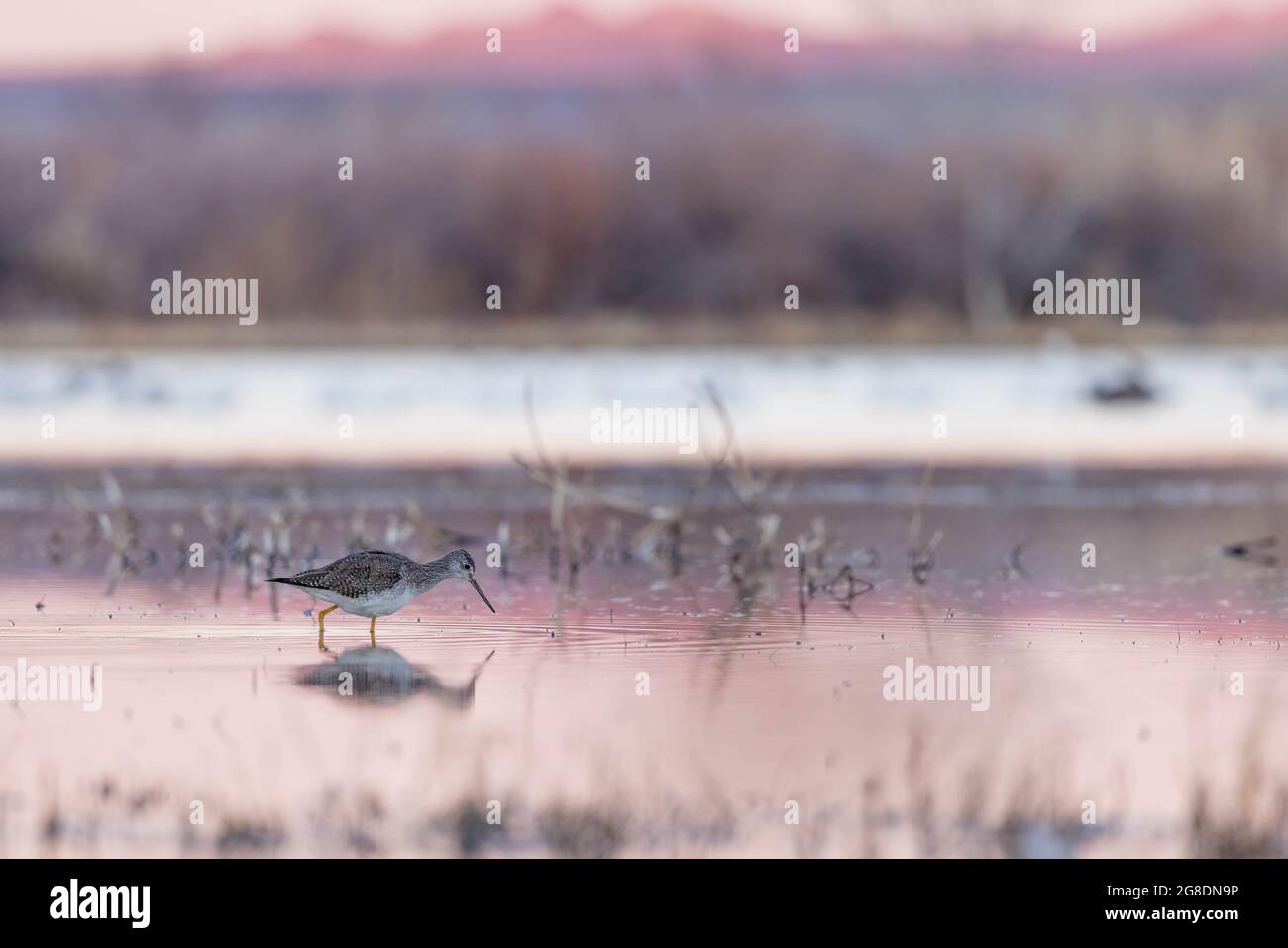 Greater Yellowlegs, Bosque del Apache National Wildlife Refuge, New ...