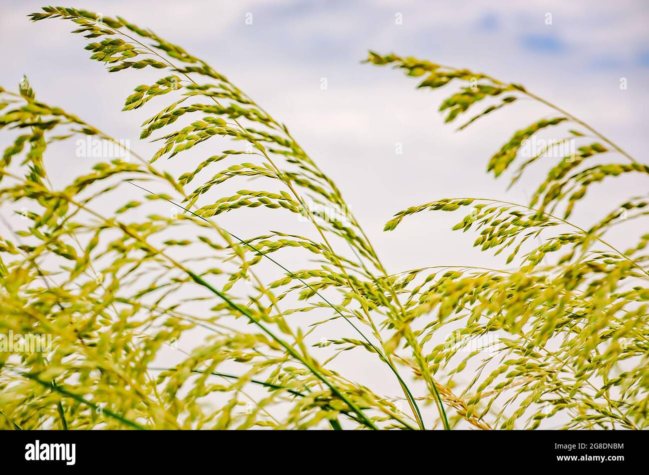 Sea oats (Uniola paniculata) wave in the breeze, July 7, 2021, in ...