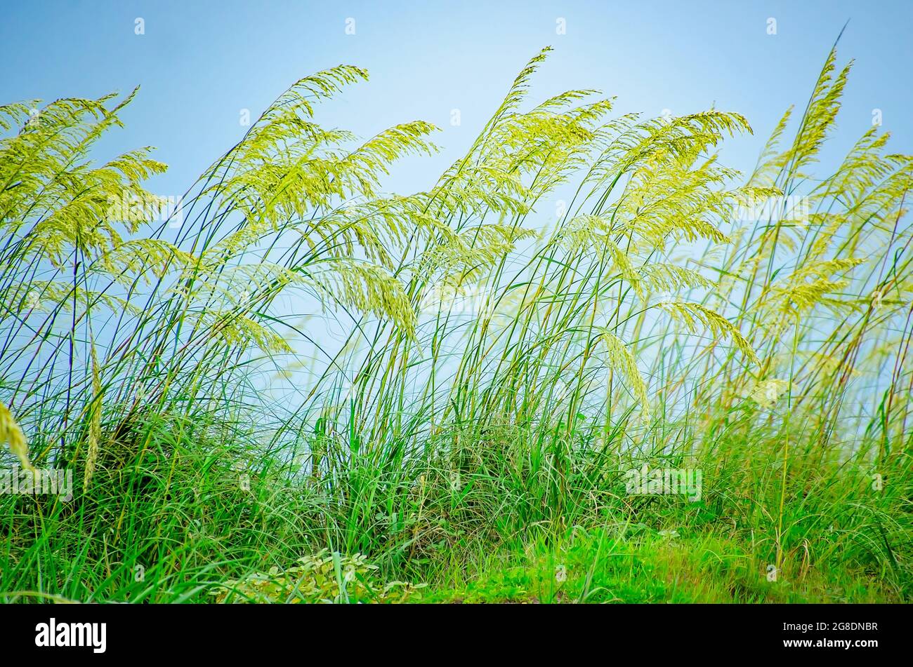 Sea oats (Uniola paniculata) wave in the breeze, July 7, 2021, in ...