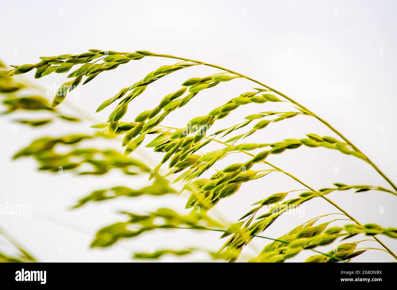 Sea oats (Uniola paniculata) wave in the breeze, July 7, 2021, in ...