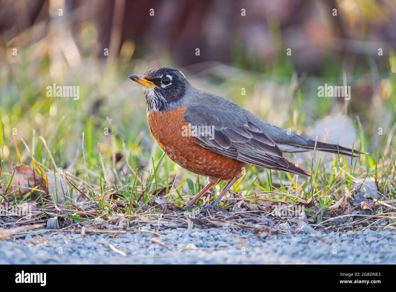 Closeup shot of a beautiful American robin on the land on a blurred ...