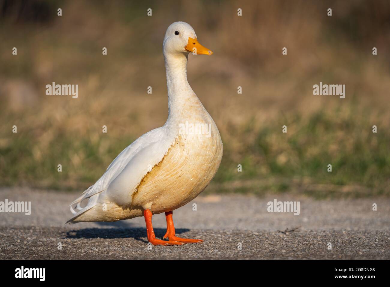 Closeup shot of a beautiful white Duck walking through the road on a ...