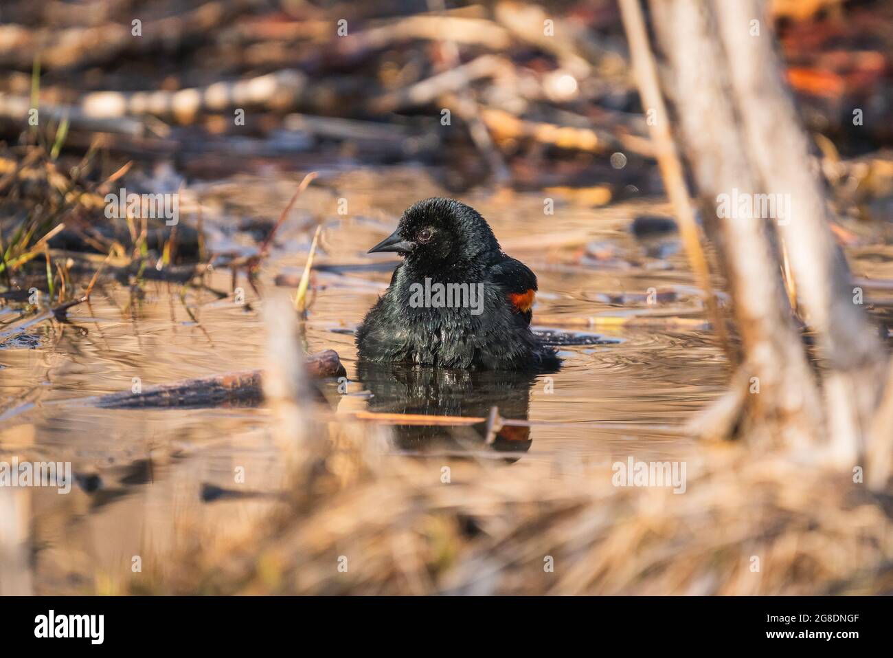 Raven in sun on sunny hi-res stock photography and images - Alamy