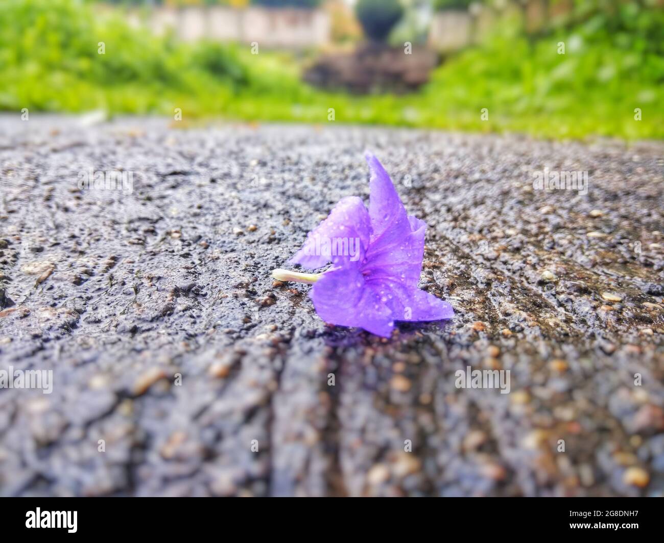 autumn leaves on the ground Stock Photo - Alamy