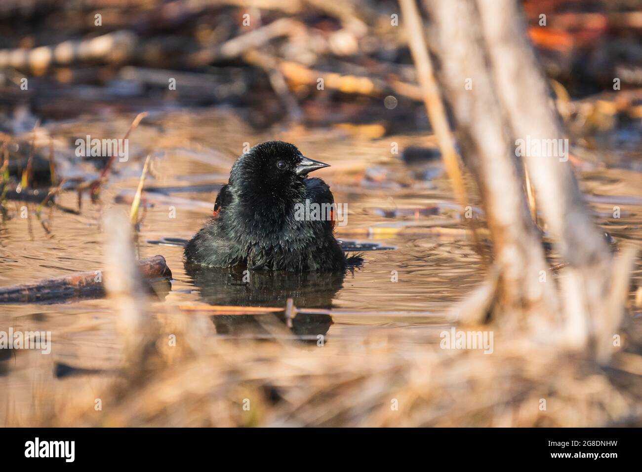 Closeup shot of a raven bathing in the puddle on a hot summer day Stock ...