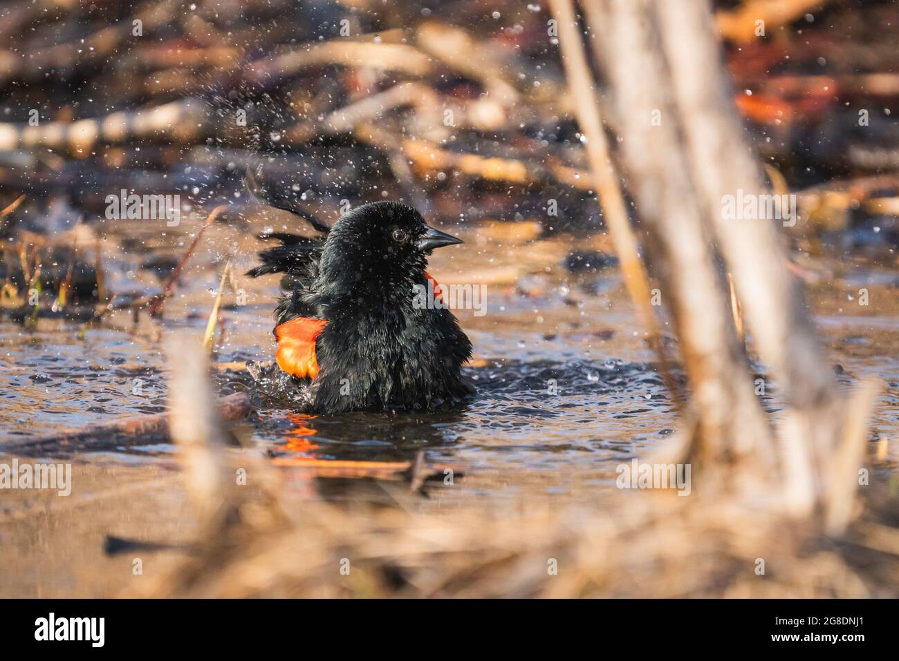 Raven in sun on sunny hi-res stock photography and images - Alamy