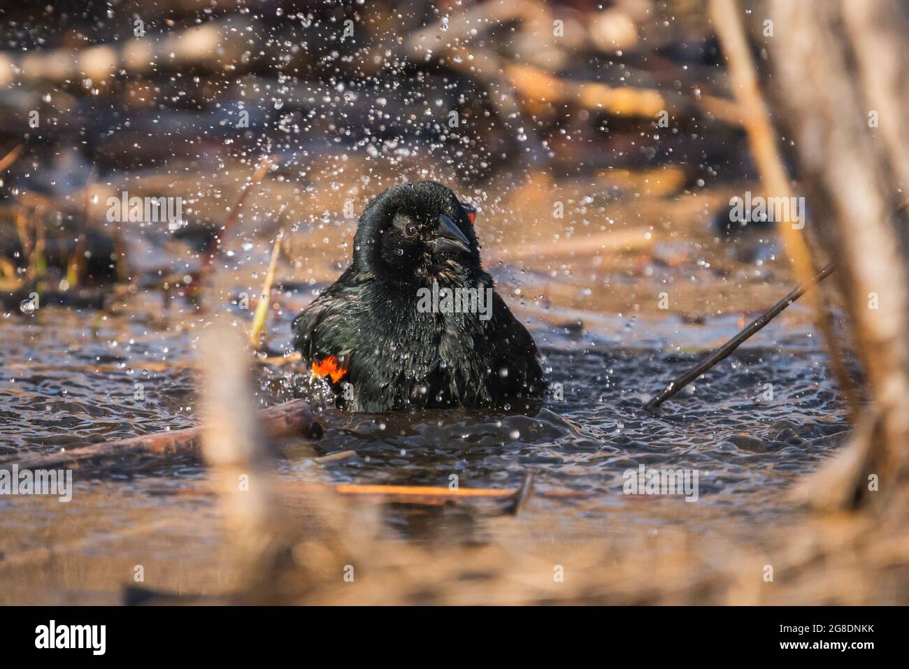 Raven in sun on sunny hi-res stock photography and images - Alamy